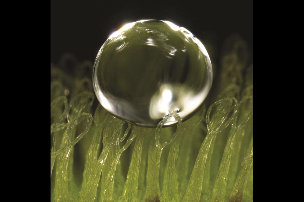 Hairy plants aid oil-absorbing material design | Research | Chemistry World